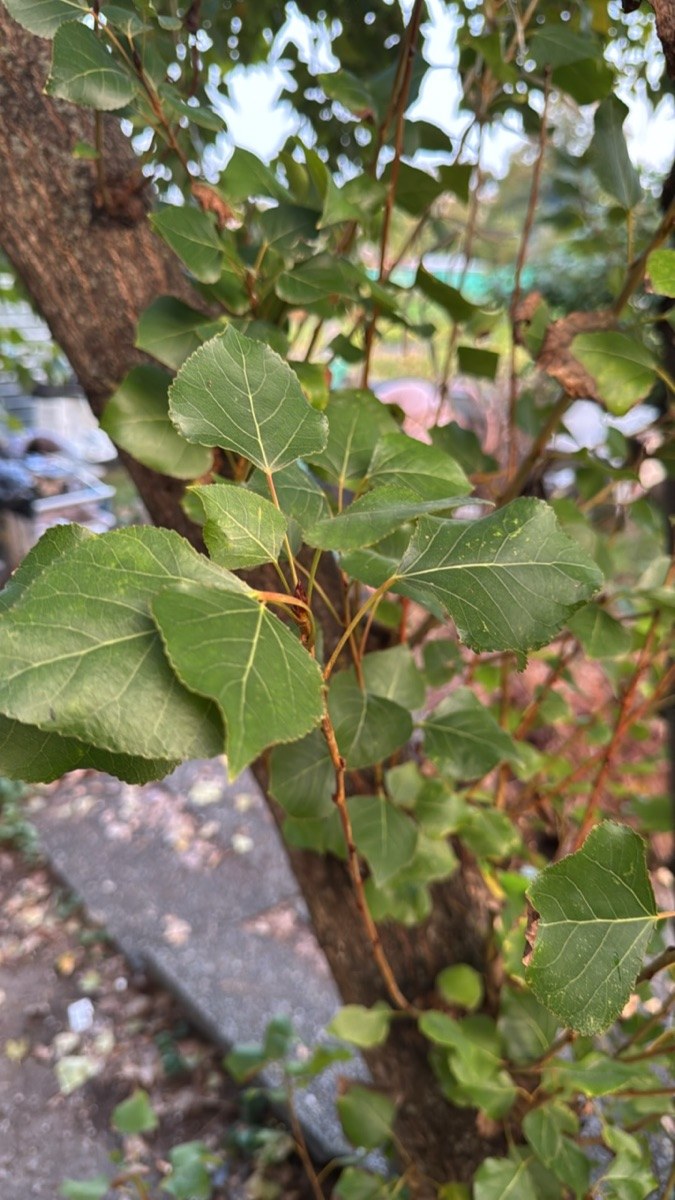 Quaking Aspen (Populus tremuloides) Care Guide | PlantoScan